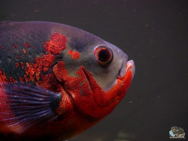 Cá tai tượng châu Phi / Cá heo lửa (Oscar Fish) - Nguồn gốc, đặc điểm ...