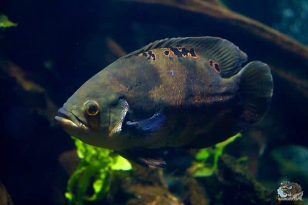 Cá tai tượng châu Phi / Cá heo lửa (Oscar Fish) - Nguồn gốc, đặc điểm ...